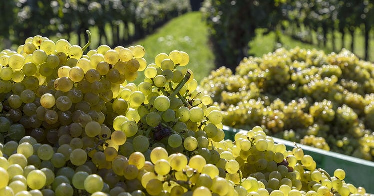 Vinske sorte v Sloveniji - Gurmanček.si