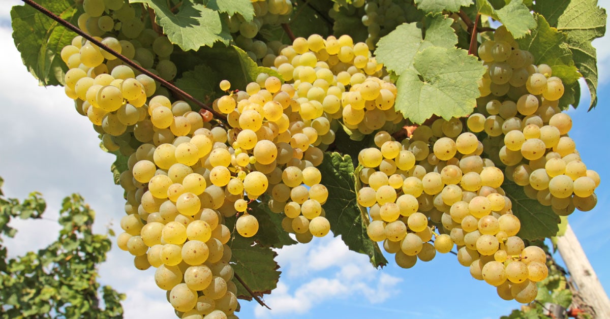 Vinske sorte v Sloveniji - Gurmanček.si