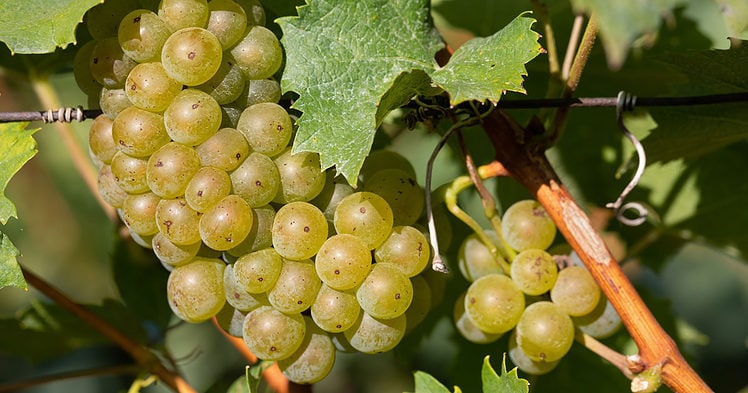 Vinske sorte v Sloveniji - Gurmanček.si