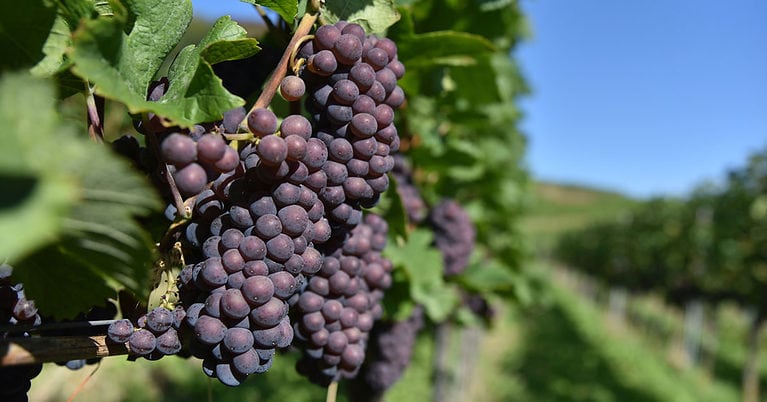 Vinske sorte v Sloveniji - Gurmanček.si