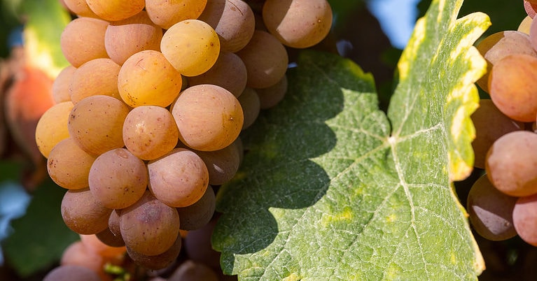 Vinske sorte v Sloveniji - Gurmanček.si