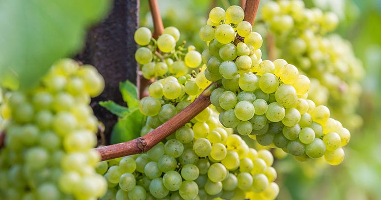 Vinske sorte v Sloveniji - Gurmanček.si